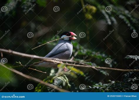 Sparrow Collecting Hays For Making Nest Stock Image Image Of
