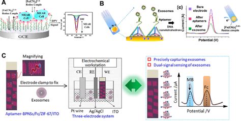 Aptamer Functionalized Electrode For Direct Detection Of Cts Via Download Scientific Diagram