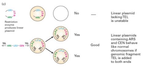 Ggc Lecture 14 Flashcards Quizlet
