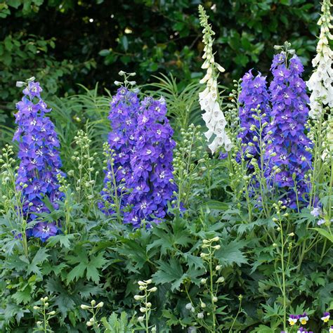 Summer Nights Dwarf Delphinium Plant Addicts