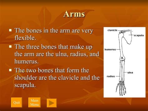 Interactive Powerpoint Skeletal System PPT