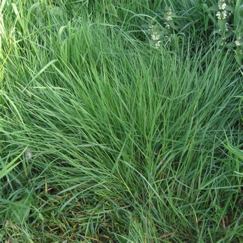 Colonial Bentgrass Agrostis Capillaris Plant Care And How To Grow Water