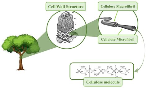 Schematic Representation Of Cellulose Nanofibrils Cnfs Production By Download Scientific