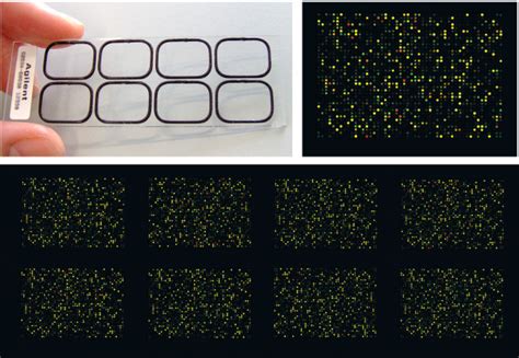 Mammaprint 8 Pack A Single 1 × 3 Slide Containing 8 Mini Arrays With Download Scientific