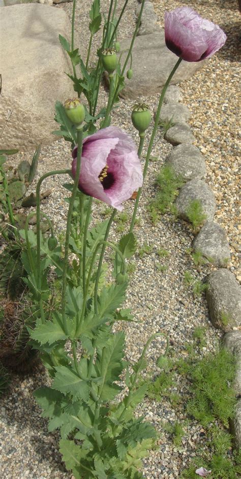 アツミゲシ 信子の華ごよみ