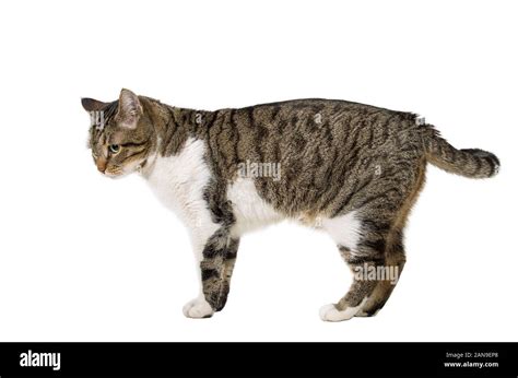 Cat Side View Walking