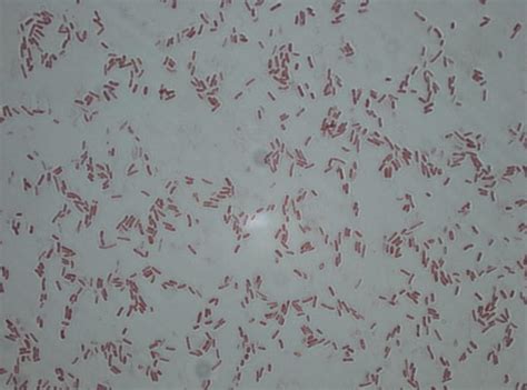 Streptococcus Mitis Nbrc 106071