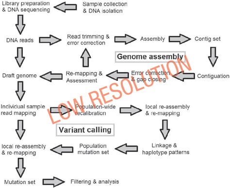 2 Genome Assembly And Variant Discovery Overview An Outline Of Genome Download Scientific