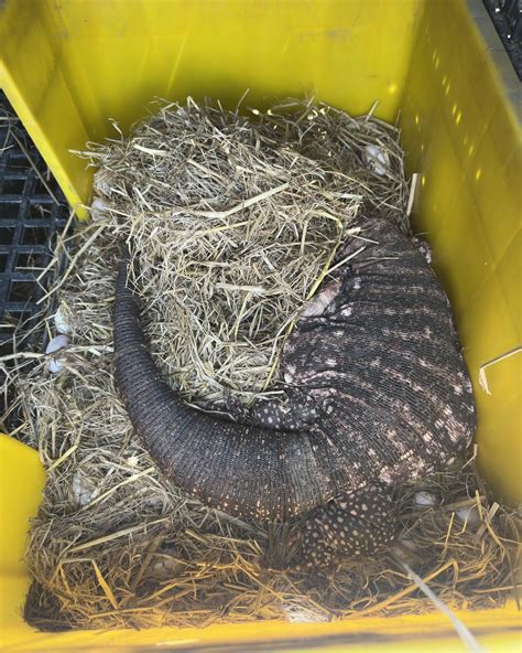 鼠條加大 Mice Plus 鼠條加大 Mice Plus Added A New Photo