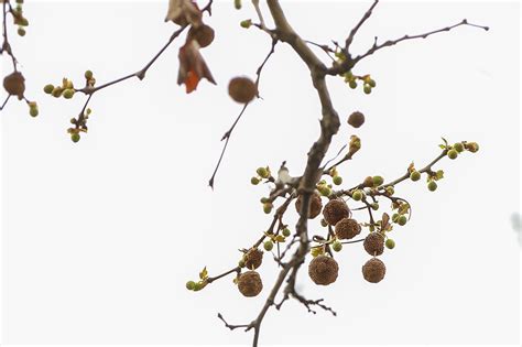 ჭადარი Platanus ალერგოლოგიური პროგნოზი Vidal Ge