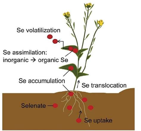 Schematic Diagram Represent Adsorption Of Selenium In Different Forms