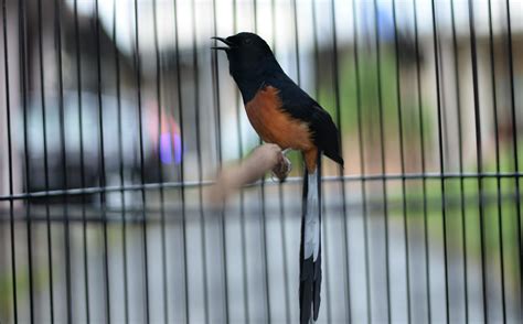 Wajib Tahu Jangan Biarkan Murai Batu Lapar Saat Pengembunan Ini