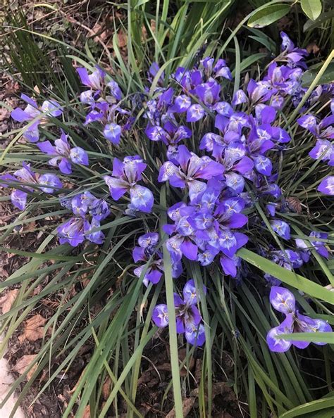 Plantfiles Pictures Iris Winter Iris Eye Eye Iris Unguicularis By