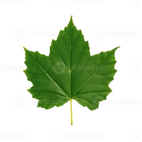 Sycamore Leaf Angled Palmate Texture Ideal For City Landscape Graphics