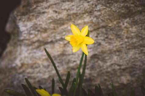 Daffodil Flower Yellow Free Photo On Pixabay