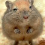 Gerbil2fb Meme Generator Imgflip
