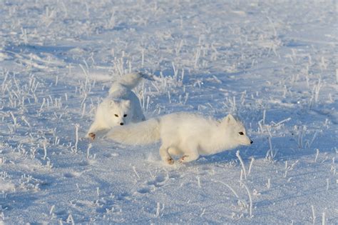 Premium Photo Two Arctic Foxes Vulpes Lagopus In Wilde Tundra