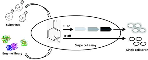 Genetic Enzyme Screening System The Circuit Consists Of 1 The Target Download Scientific