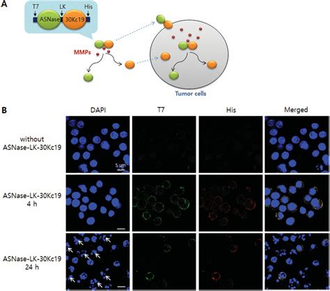 Cellular Penetration Of Asnase Lk 30kc19 L5178y Cells Were Incubated