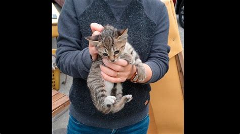 길 잃은 아기 고양이 구조하기 너는 살 운명이다 귀여운 새끼 고양이 구조하기 Youtube