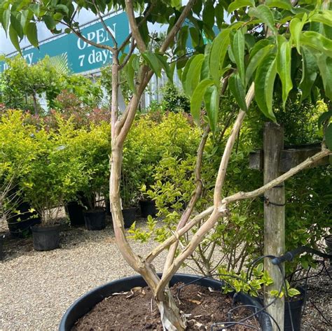 Why Choose Multi Stem Trees The Big Plant Nursery