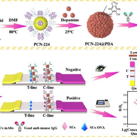 Schematic Diagram Of The Pcn 224 Pda Lfia For Sus Detection In