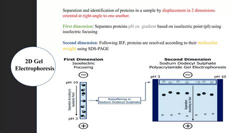 2d Gel Electrophoresis Pptx