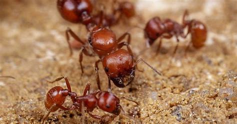 first time featuring pogonomyrmex barbatus the beard ants also known as harvester ants in
