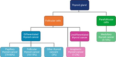[pdf] The Tumor Microenvironment And The Estrogen Loop In Thyroid