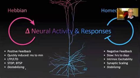 Richard Tsien：homeostatic Tuning Of Synaptic Strength Uses Ltp Like
