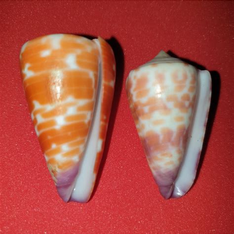 Seashell For Collection Conus Tessulatus 2 Pieces Shopee Philippines