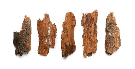 تکه های پوست درخت کاج سرو یا بلوط جدا شده روی پس زمینه سفید تراشه های