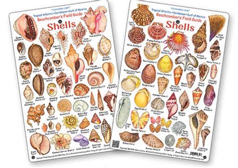 Seashell Identification Guide