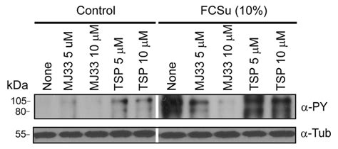 Inhibition Of Prdxs And Human Sperm Capacitation Percoll Density Download Scientific Diagram