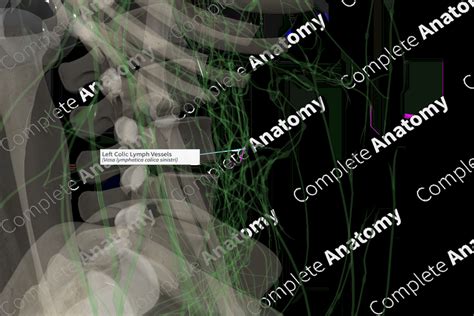 Left Colic Lymph Vessels Complete Anatomy