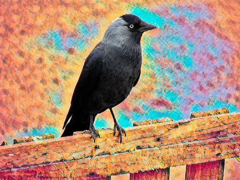 Jacky By Oldmant60 On Deviantart