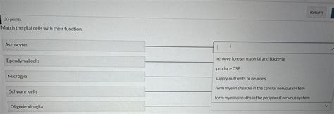solved 20 ﻿pointsmatch the glial cells with their