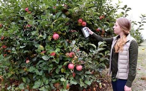 Advances In Non Destructive Apple Quality Prediction Felix Instruments