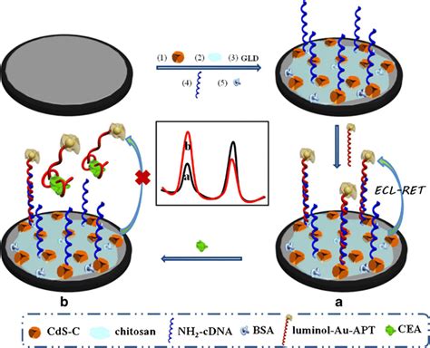 A Ratiometric Ecl Ret Sensing Platform For Cea Detection Via Cds C Nfs Download Scientific