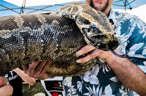 Man Holding Python Free Stock Photo Public Domain Pictures