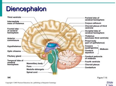 Diencephalon Ppt Sistema Nervoso Sistemas Nervoso