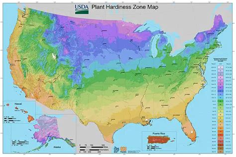 Pampas Grass Zone Insights And More Ourgrassplants