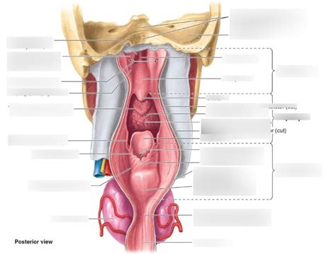 Posterior Pharynx Diagram Quizlet