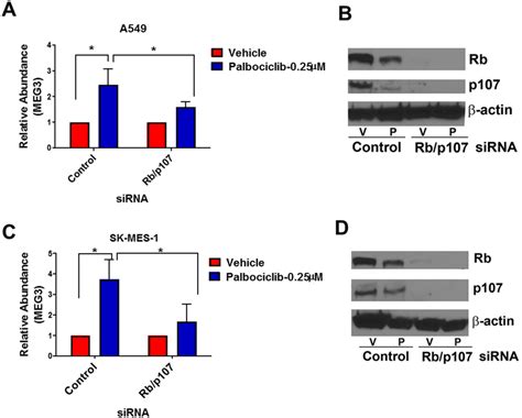 Knockdown Of Rb And P107 Suppresses The Palbociclib Mediated Induction