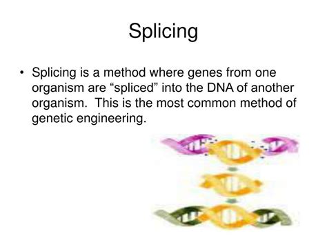 Ppt Genetic Engineering Powerpoint Presentation Free Download Id