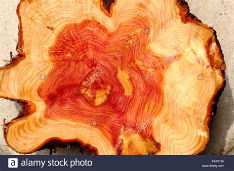 Cross Section Tree Knot Stock Photos Cross Section Tree Knot Stock Images Alamy