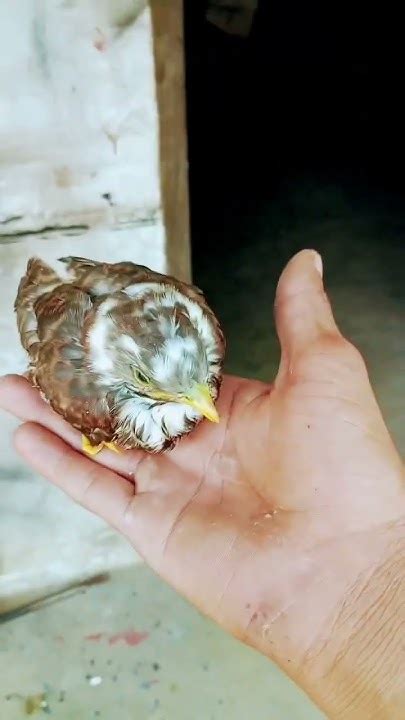 බලන්න මෙයාව අදුරන අය ඉන්නවද කියල Youtube