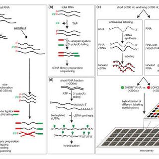 Experimental Procedures For Non Coding SRNA Identification A Sample Download Scientific