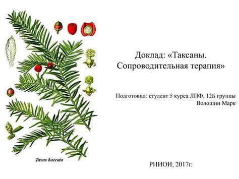 Taxane Management Of Side Effects Ppt