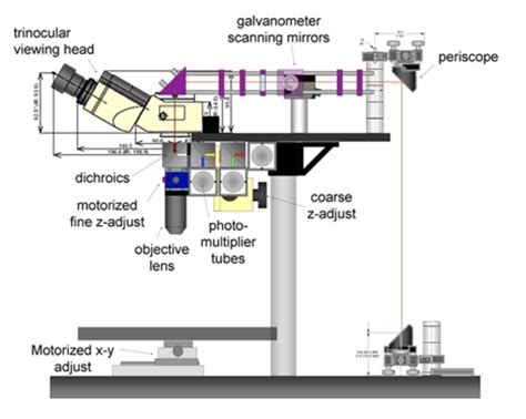 Optical Imaging And Microscopy Development And Dissemination